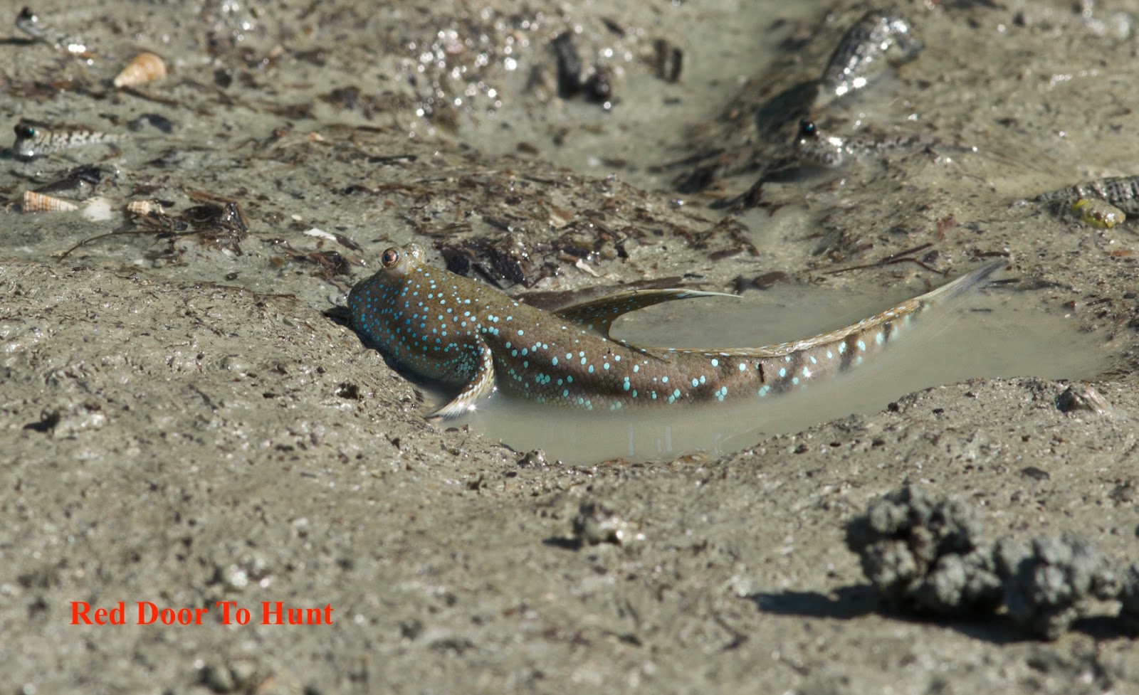 RED Door To Hunt: Pertarungan Ikan Tembakul/ Ikan Belacak ...