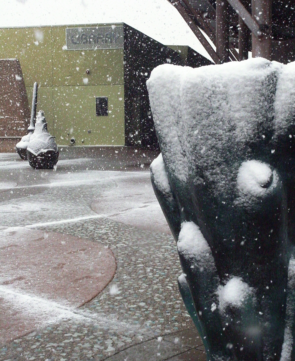 Tucson Daily Photo ~: Snow pods