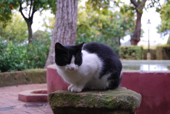 El blog de los gatitos: Un gato normal (N° 241)