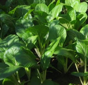 DXUP Teleradyo: Pechay o Chinese Cabbage