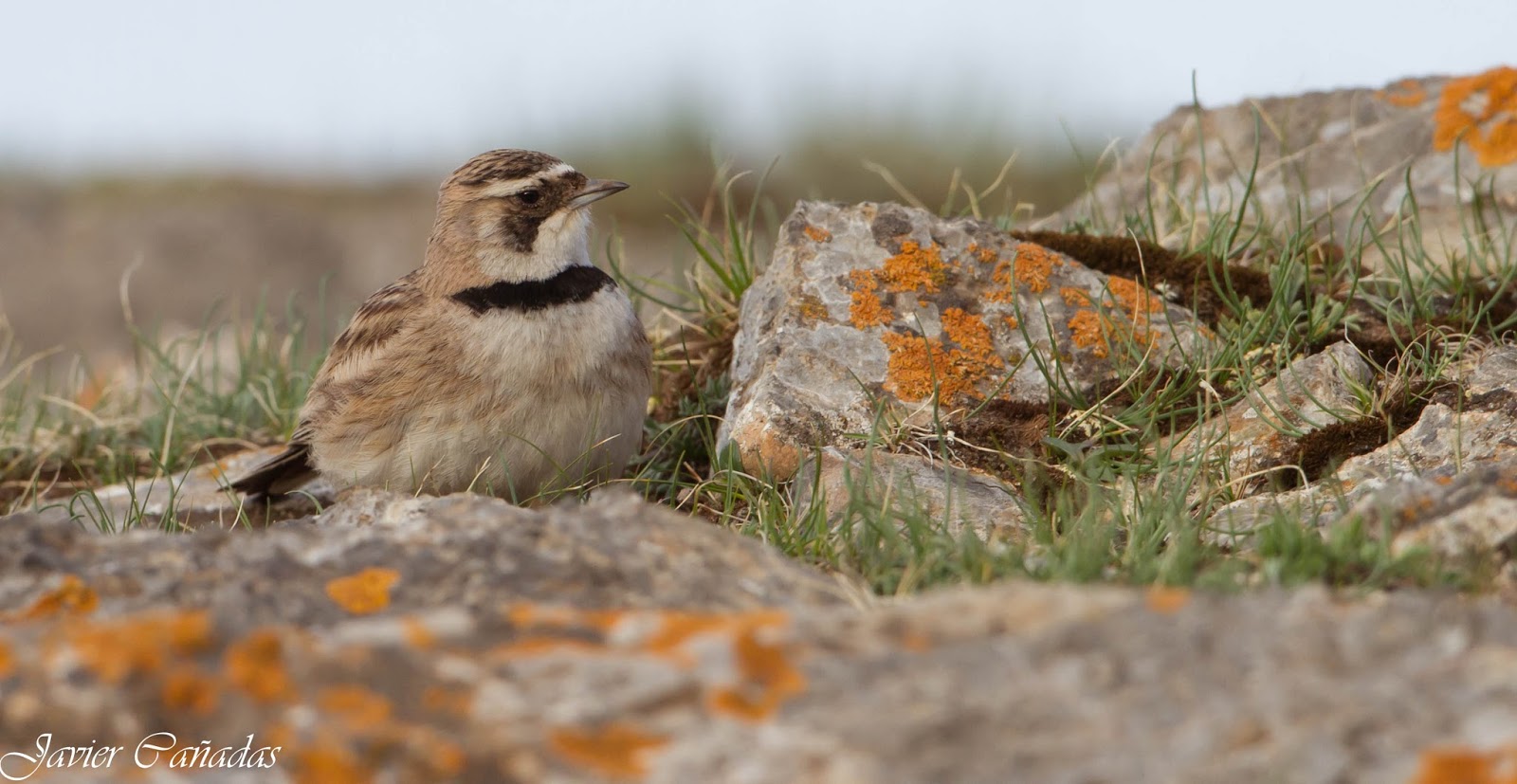 Aves del Cantábrico Oriental: Alondra Cornuda