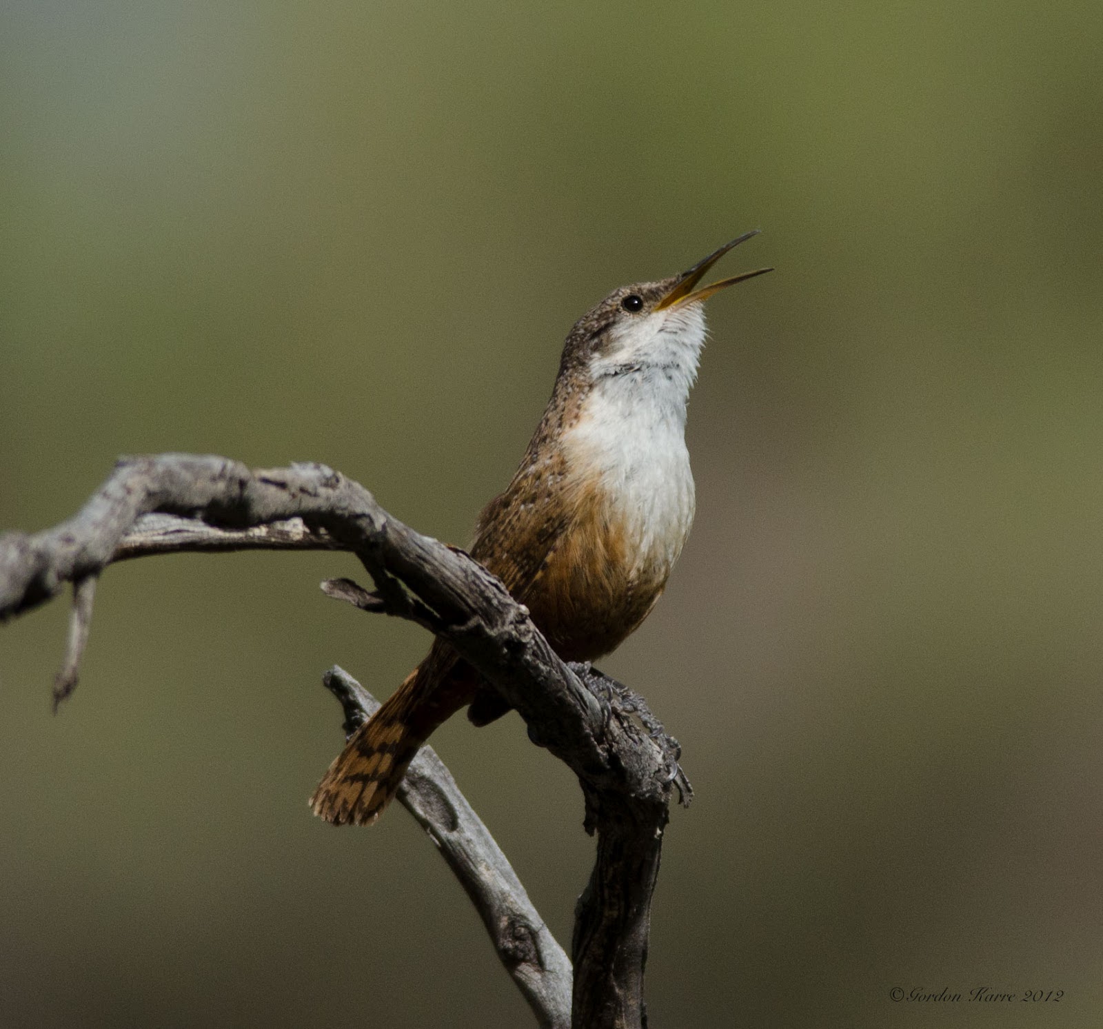 Gordon's Birding Adventures: Sycamore Creek