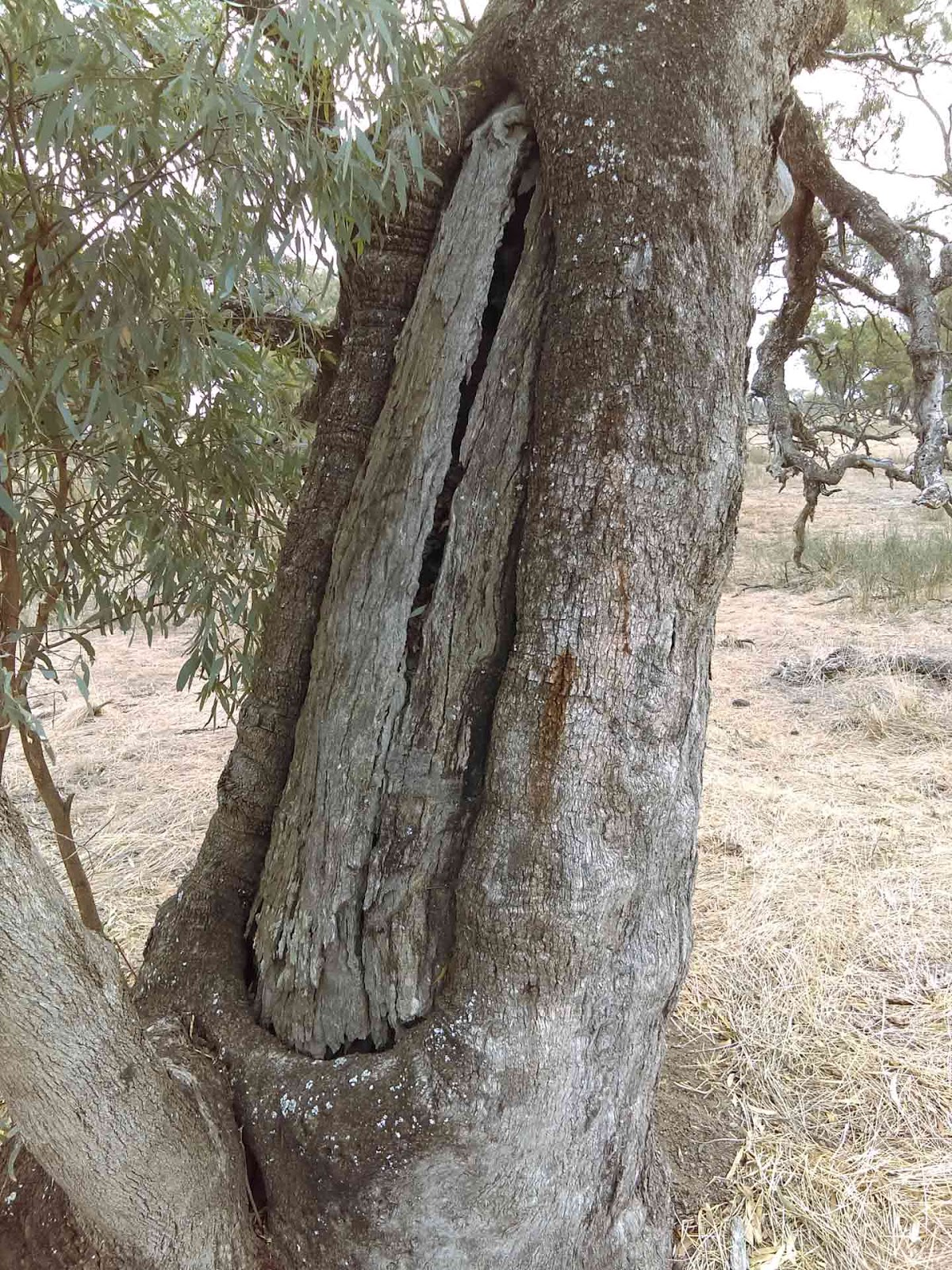 Thoughts are like fishes: History is our story