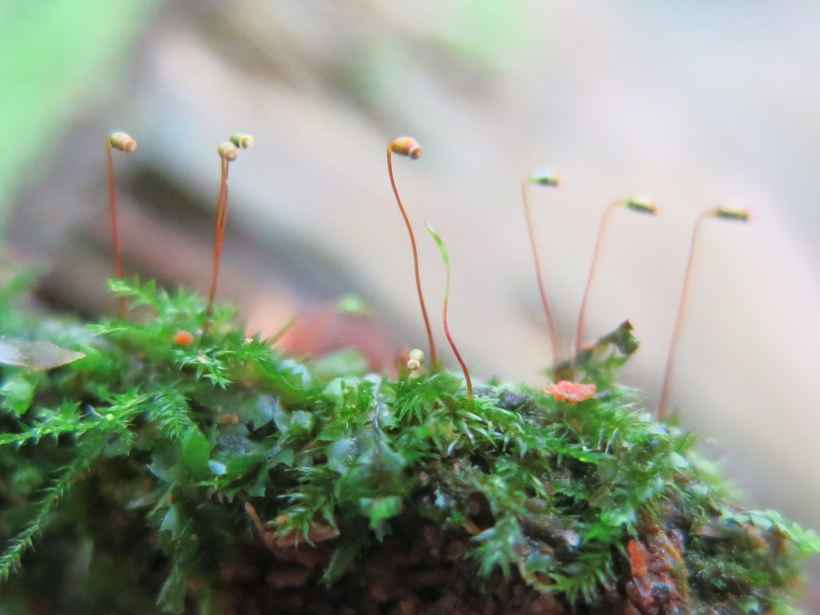 South Wales Bryophytes: Sematophyllum substrumulosum season
