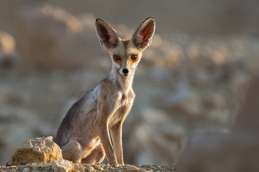 Birds of Saudi Arabia: Arabian Red Foxes - Dhahran Hills