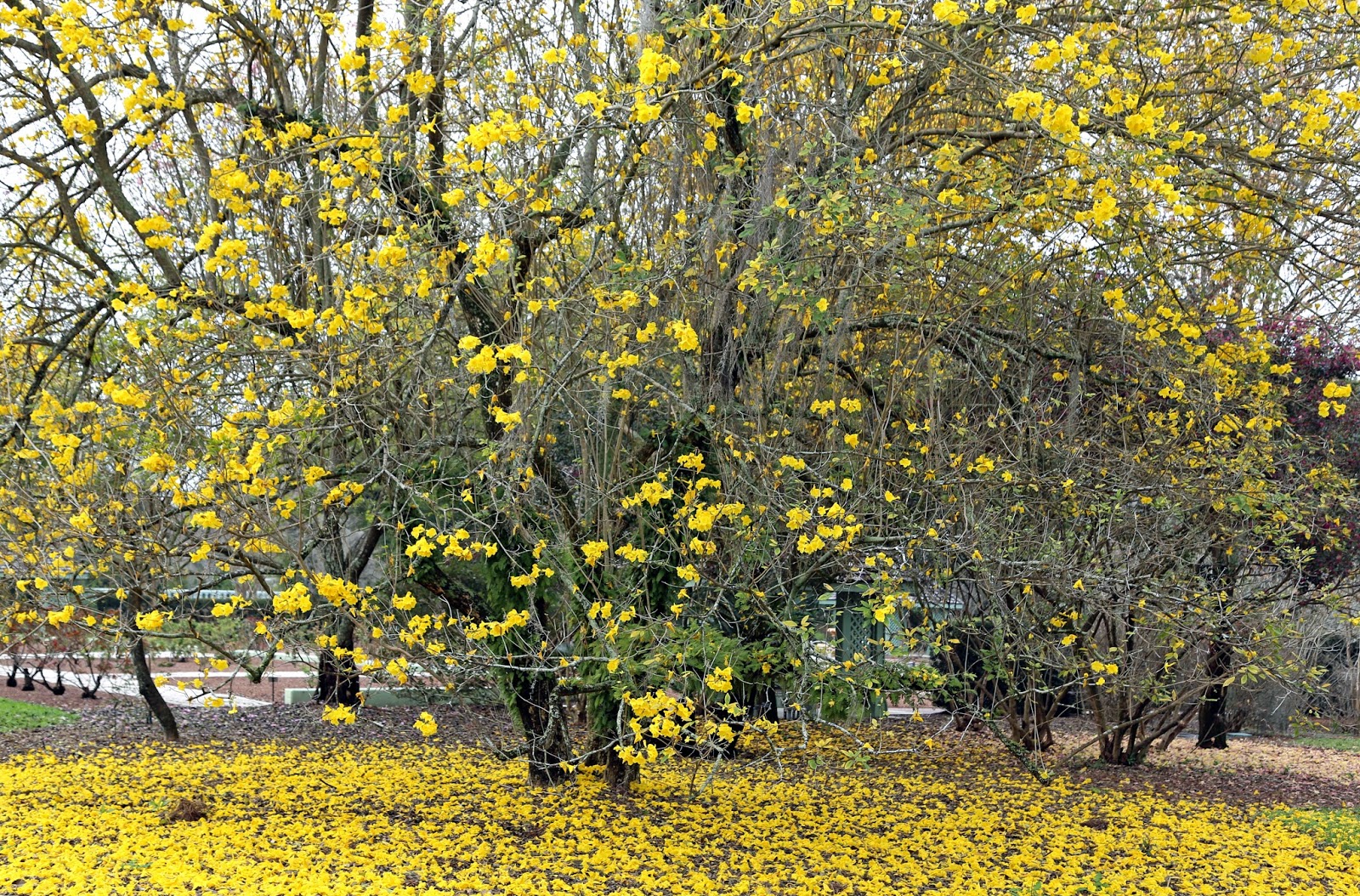 Funke Photos: Yellow Tabebuia