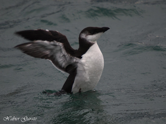 HEGAZTIKLIK: ALCA (Alca torda)