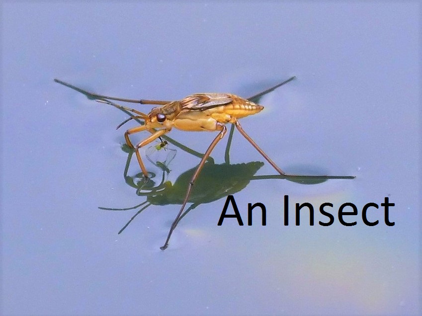 What is Surface Tension - Science Universe