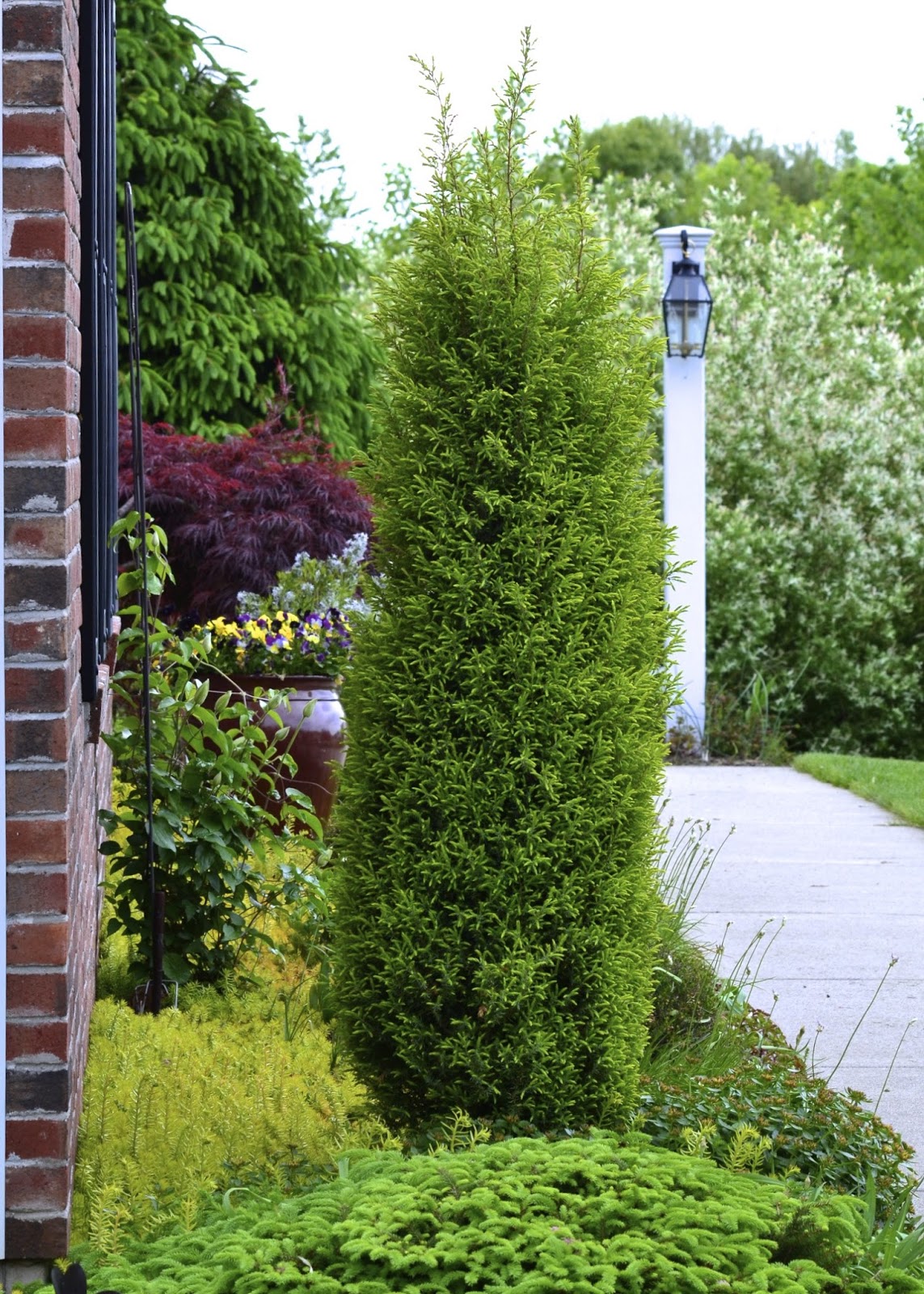 Plant Inventory at 20 Timothy : Juniperus communis / Columnar Juniper