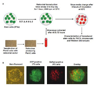 Transfection and transduction |Genetic Engineering Info