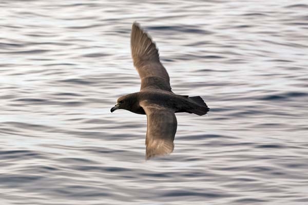 Evs HikeSouth Blog - tramping, backpacking and hiking in New Zealand ...