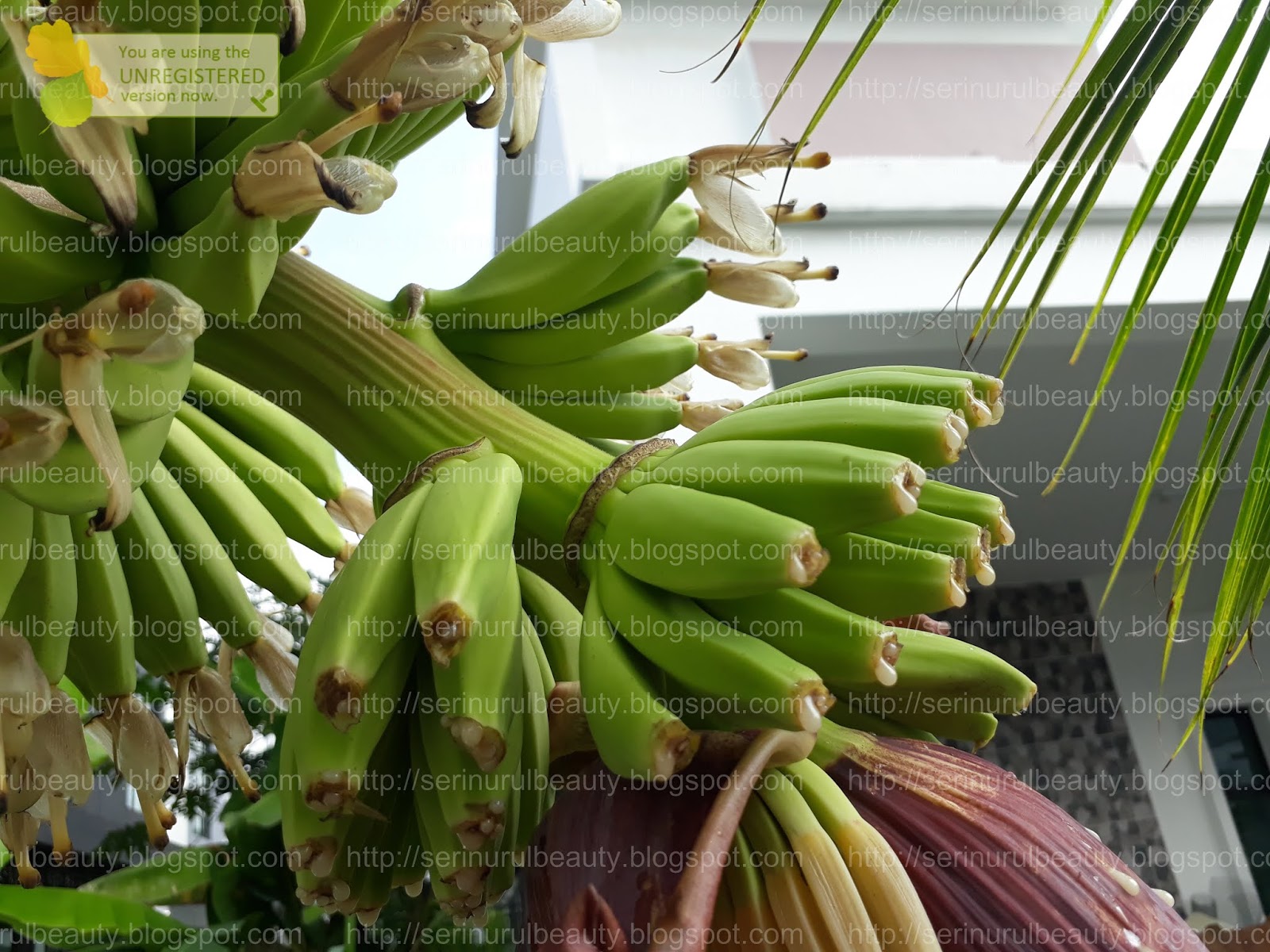 Healthy Nurul Beauty: The look of my 9 sisir banana fruits from my ...