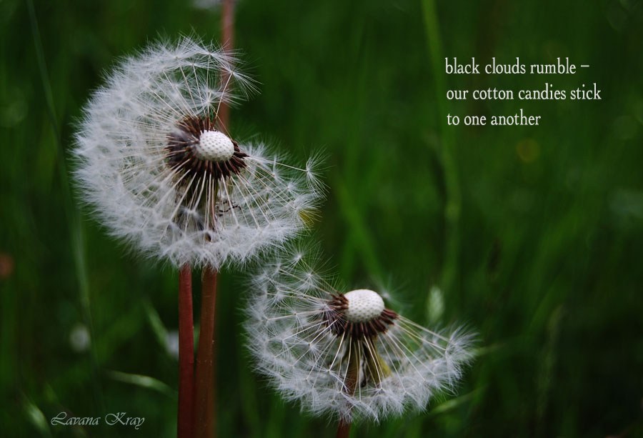 Photo-haiku: NHK World - Haiku Masters. Ep.12 Special edition