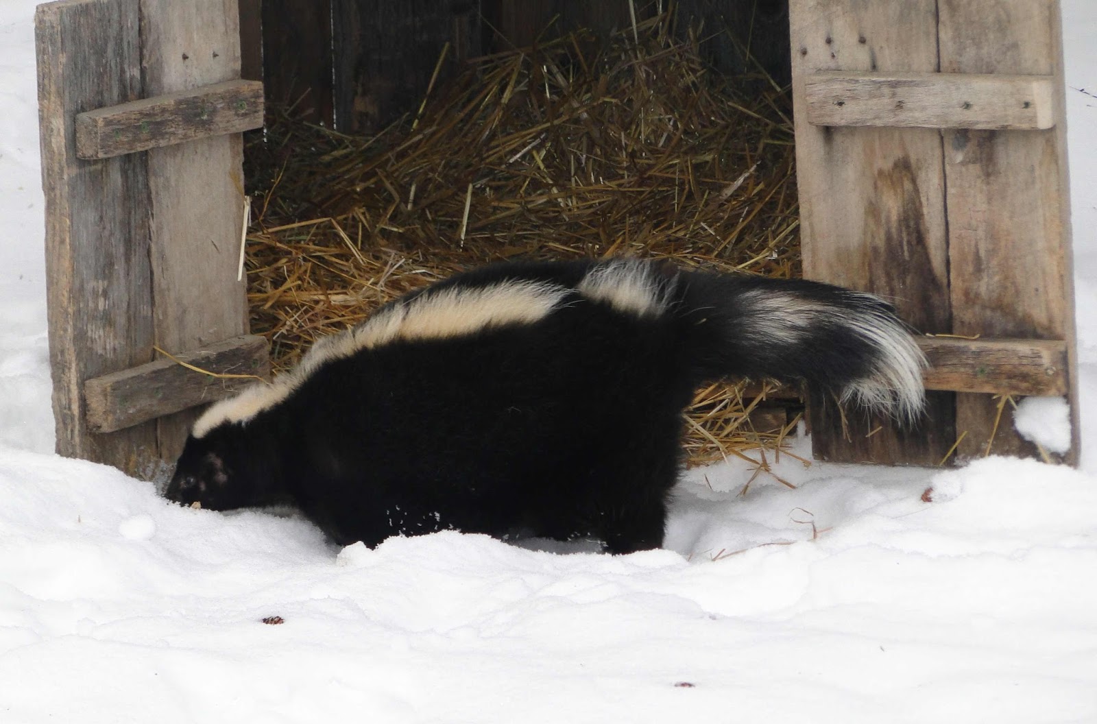 Le blogue des "Bleuets du Lac Saint-Jean": Jour de la moufette au Zoo ...