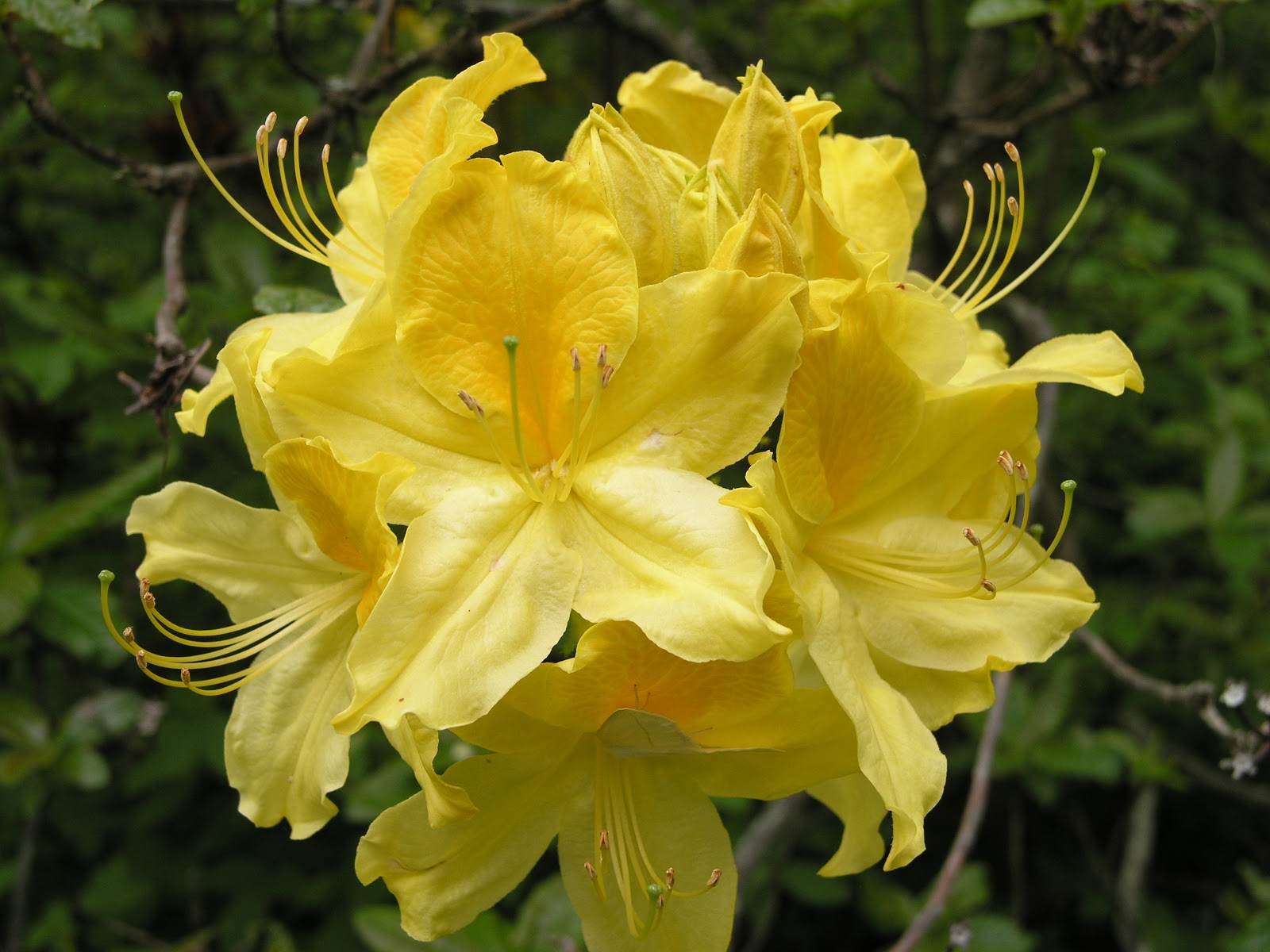 Retire from the usual in Liverpool, Nova Scotia : Liverpool in Blossom