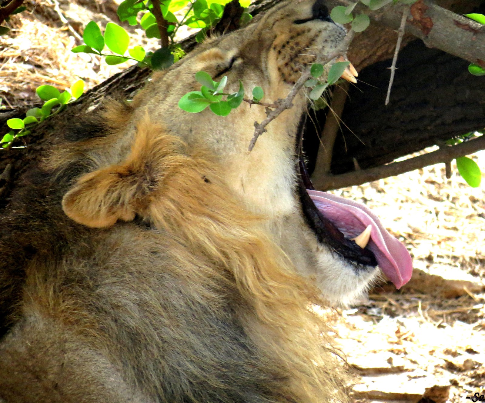 Glamorous GIR..!!!: Asiatic Lions - Pride of India!
