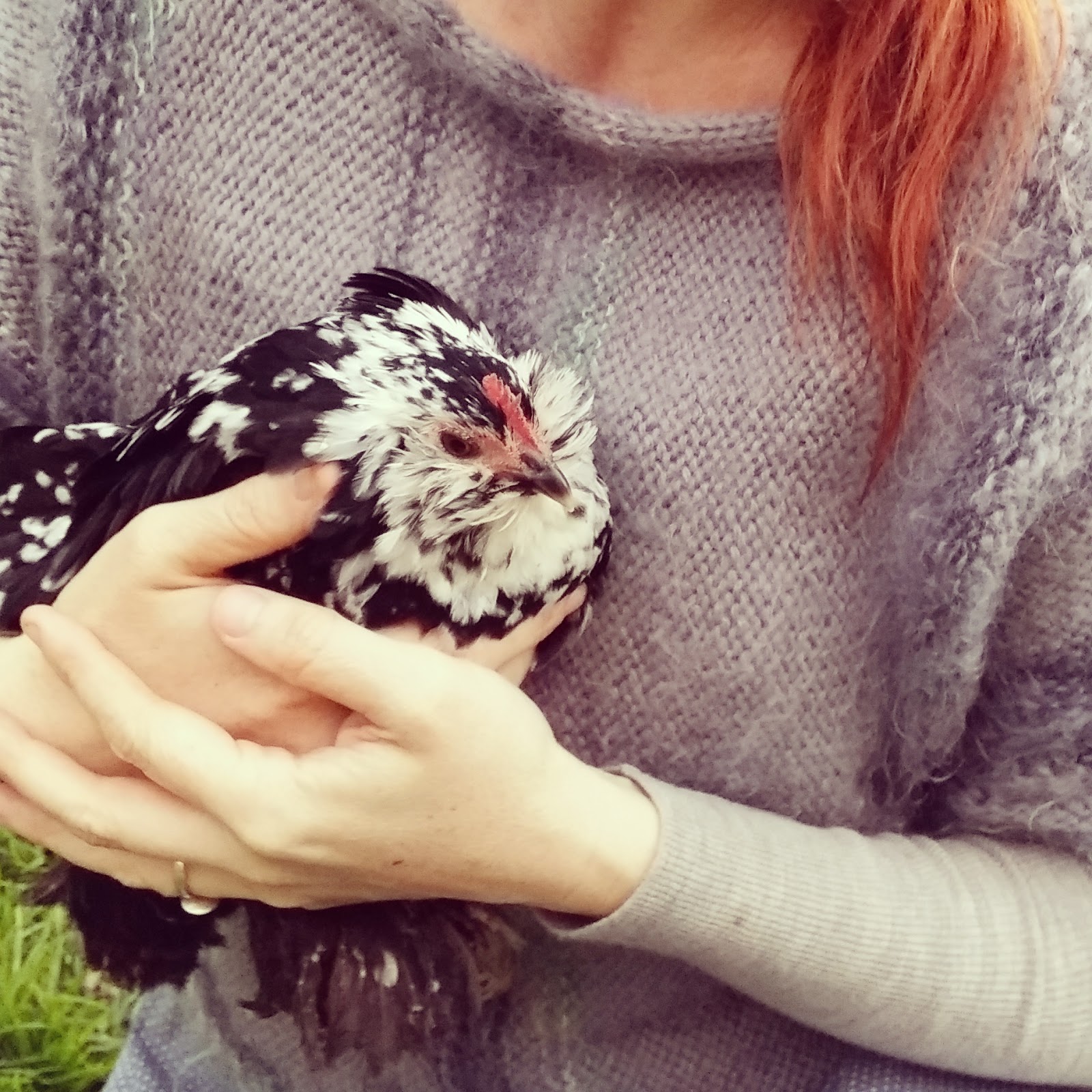 a little gentian: Artist Clare James