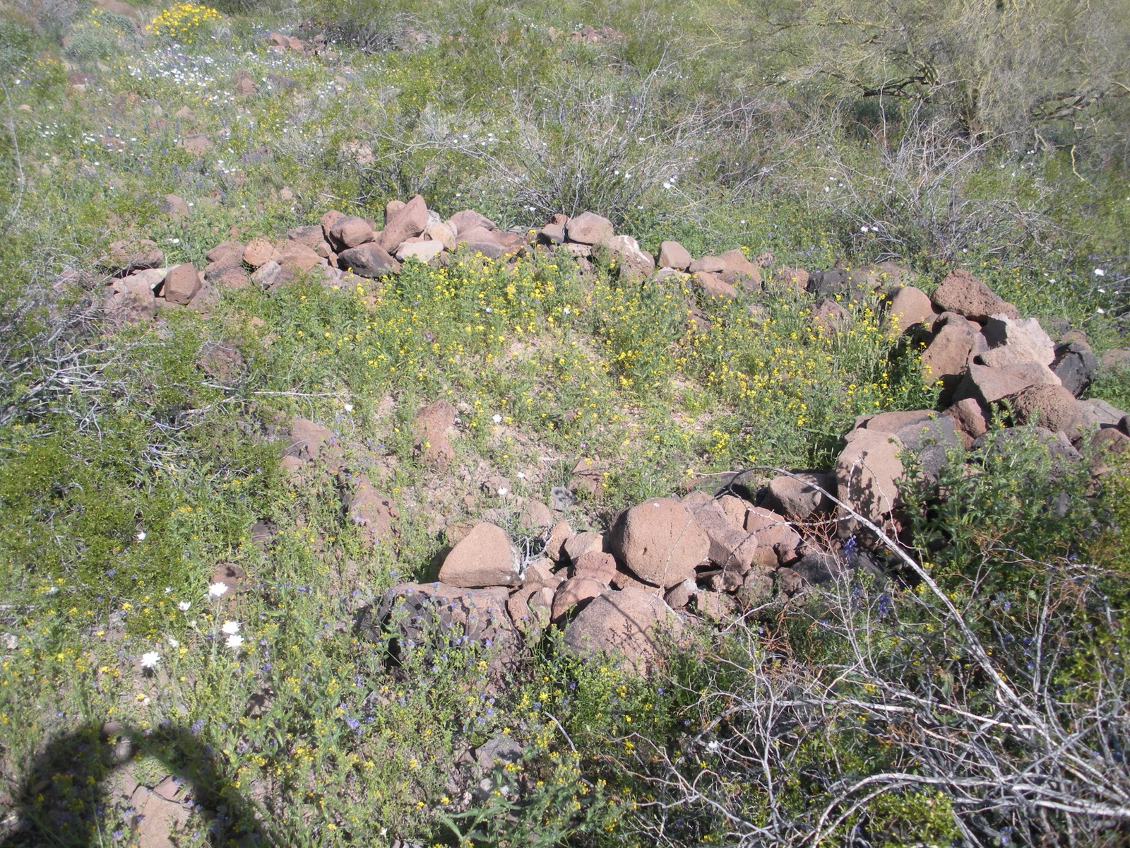 CSMS GEOLOGY POST: HOHOKAM PETROGLYPHS