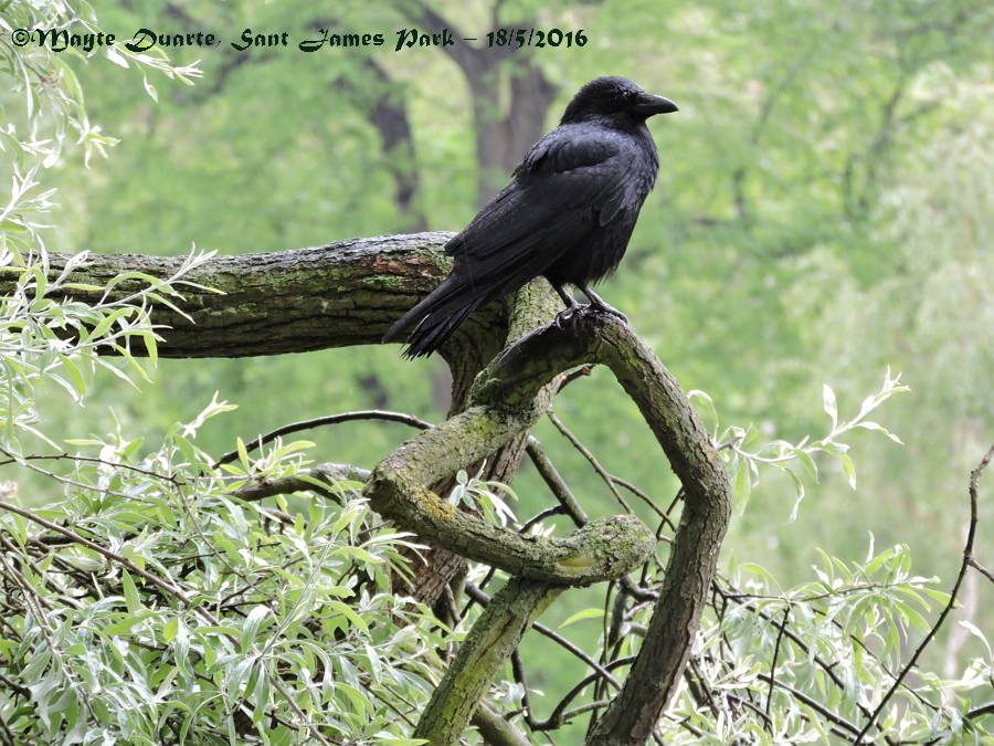 DRACMAY'S CAVE: LA LLEGENDA DELS CORBS DE LA TORRE DE LONDRES