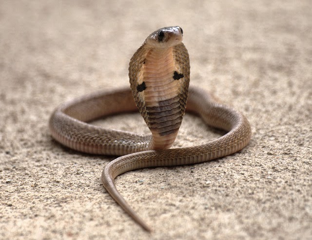 The most Dangerous Snake in Indian ~ HK-MA.COM