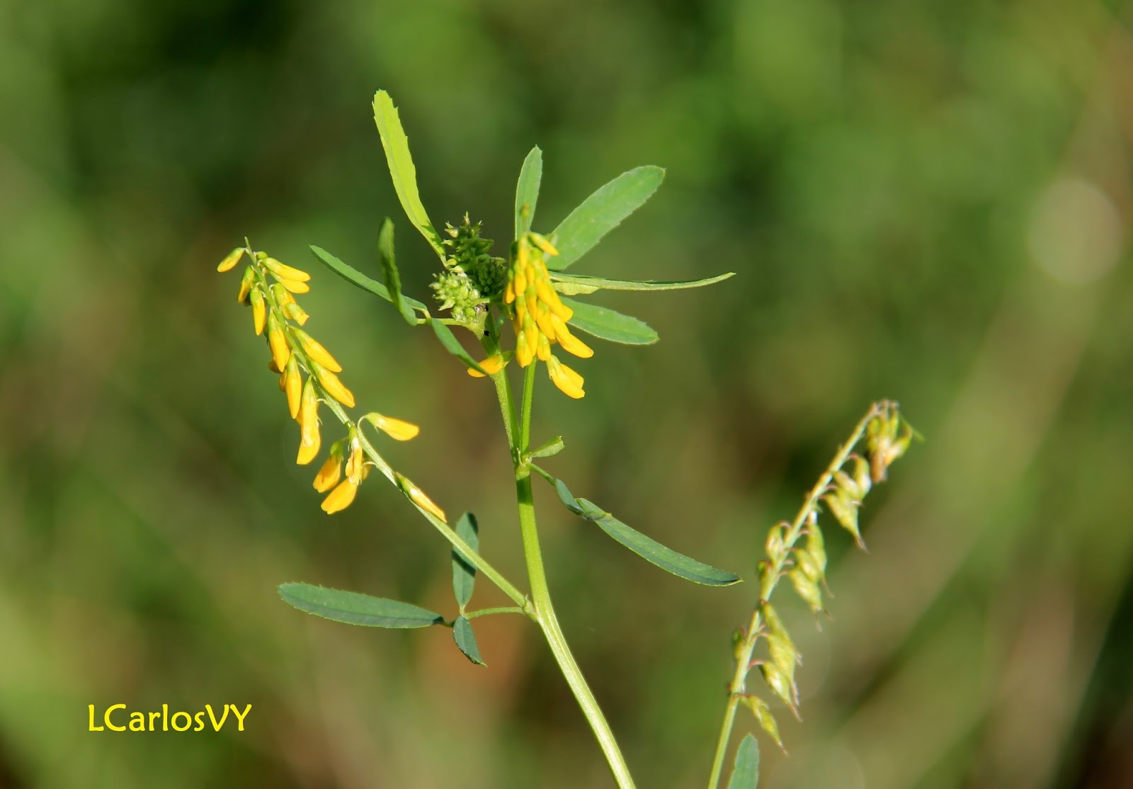 Plantas silvestres de Asturias: Meliloto – Melilotus officinalis