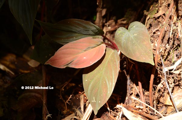The rainforests of Borneo & Southeast Asia: Homalomena insignis "maroon ...