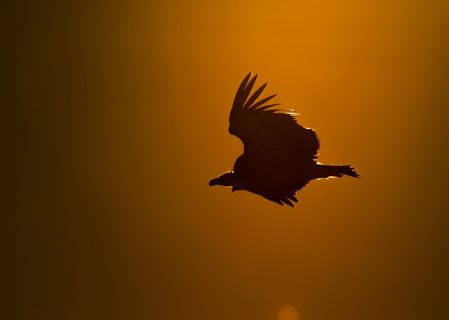 Natuurfoto Oost-Groningen: De vale gier in een mooie sfeer.