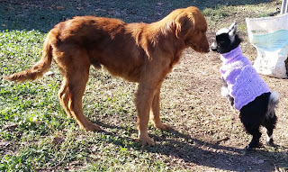 Rose Cottage Crochet: Crochet Pygmy Goat Sweater Pattern Tutorial
