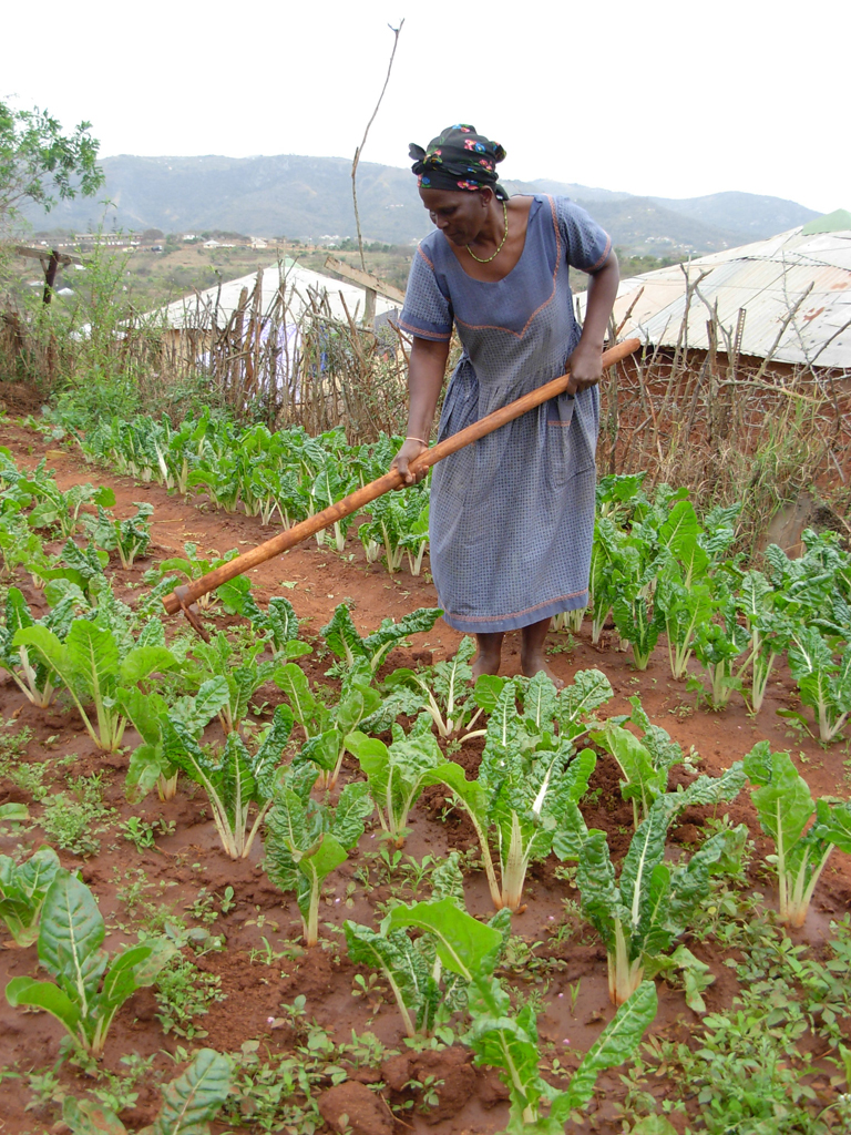 AgriHunt: Pushing GM in Africa - the African Agricultural Technology ...