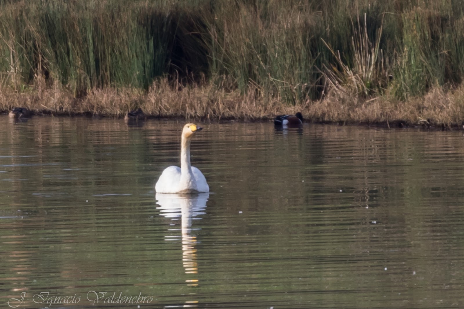 DocNatureBlog: El cisne que vino del frío. Cisne cantor (Cygnus cygnus ...