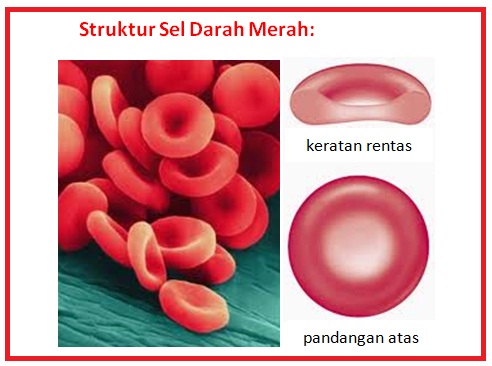 CikGu ReMy: [Quick Revision] F3 - Chapter 2
