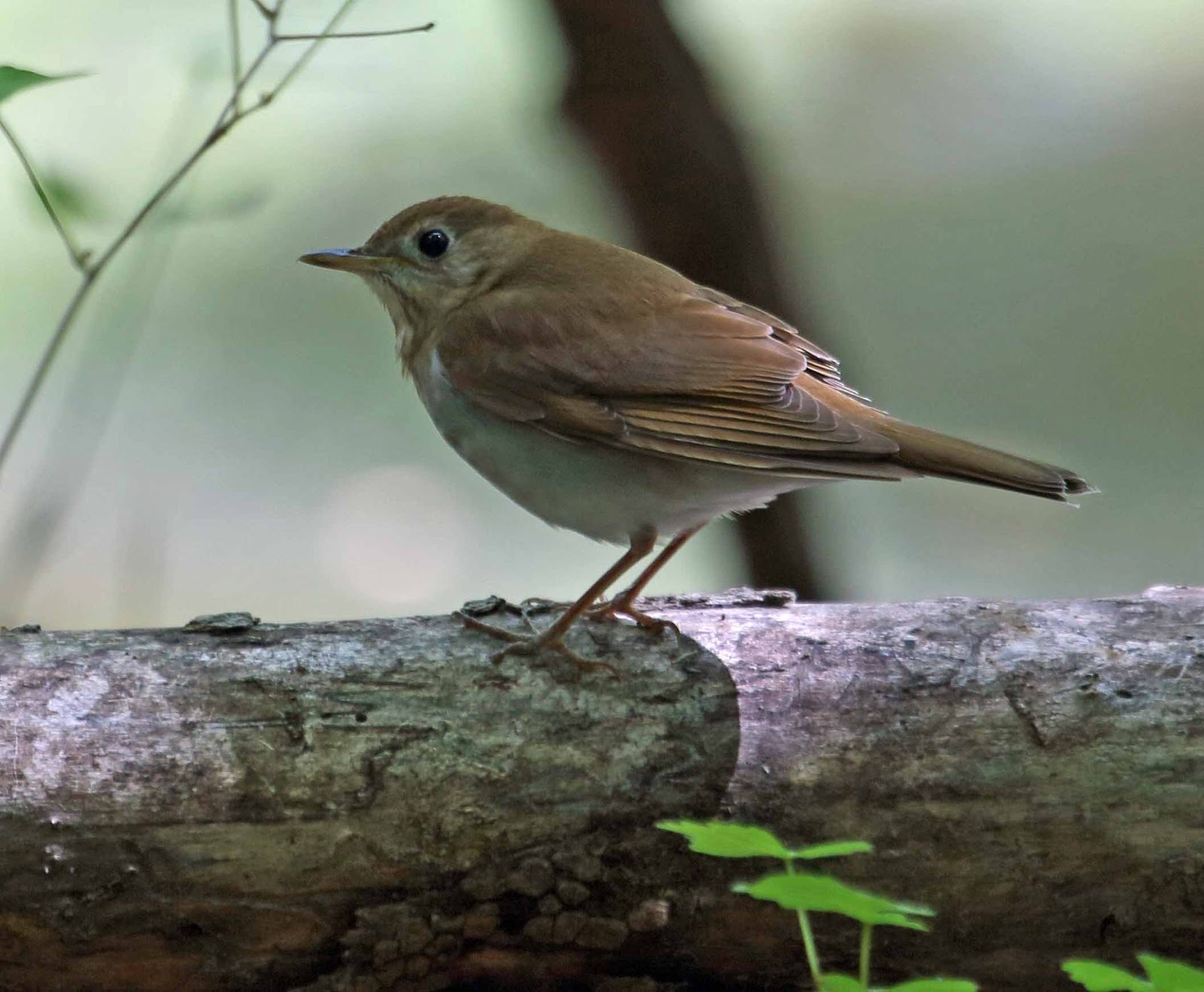 Exploring Nature in NC: Veery vs Hermit Thrush