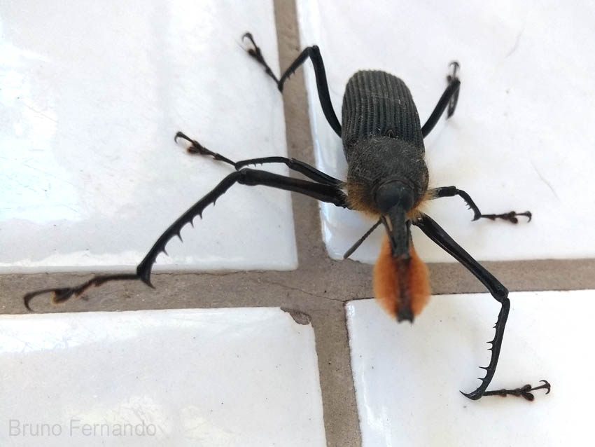 Insetologia - Identificação de insetos: Broca do Estipe e Ácaros em São ...