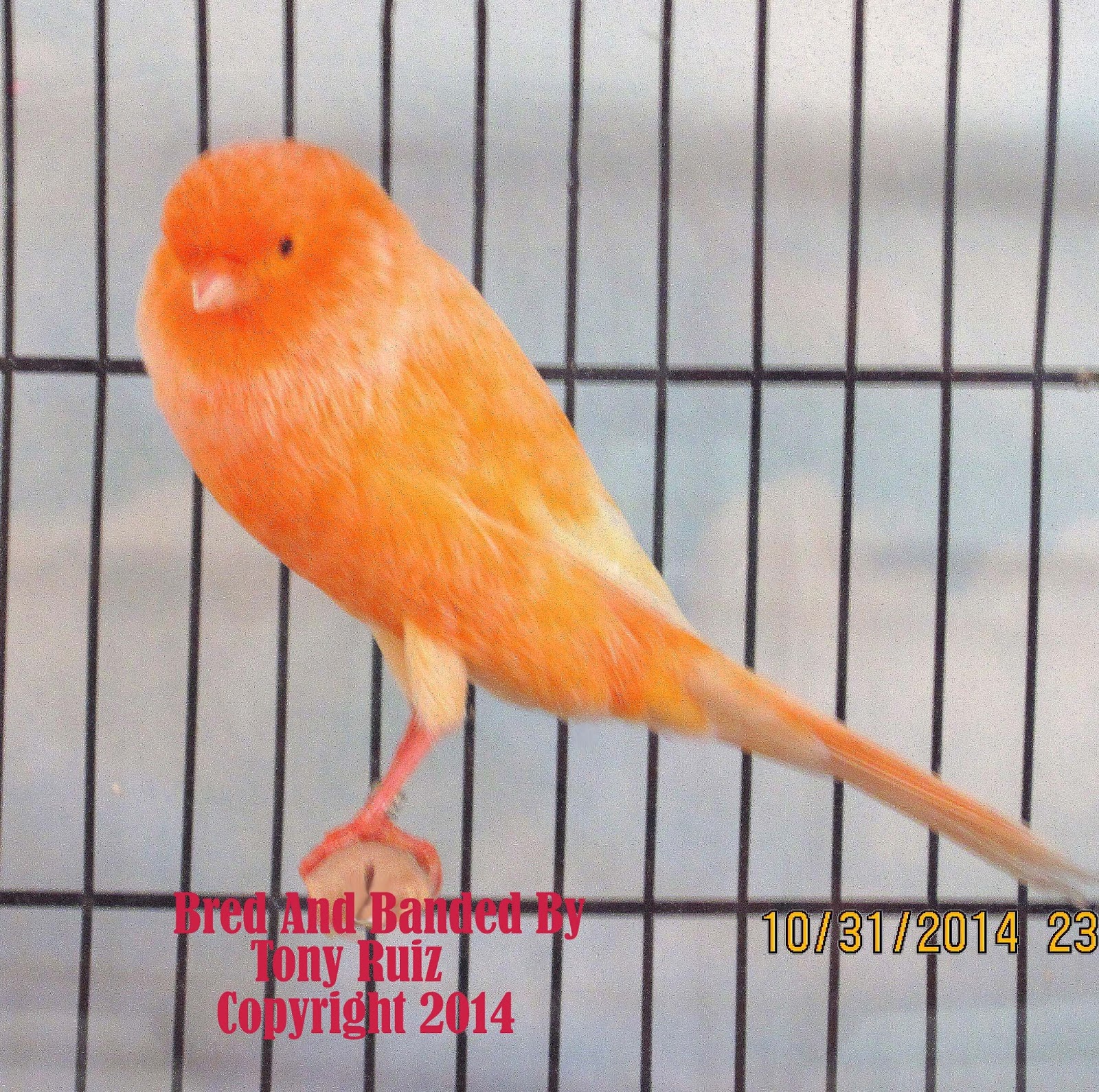 Greek Yorkshire Canaries: The new champion birds of Tony Ruiz