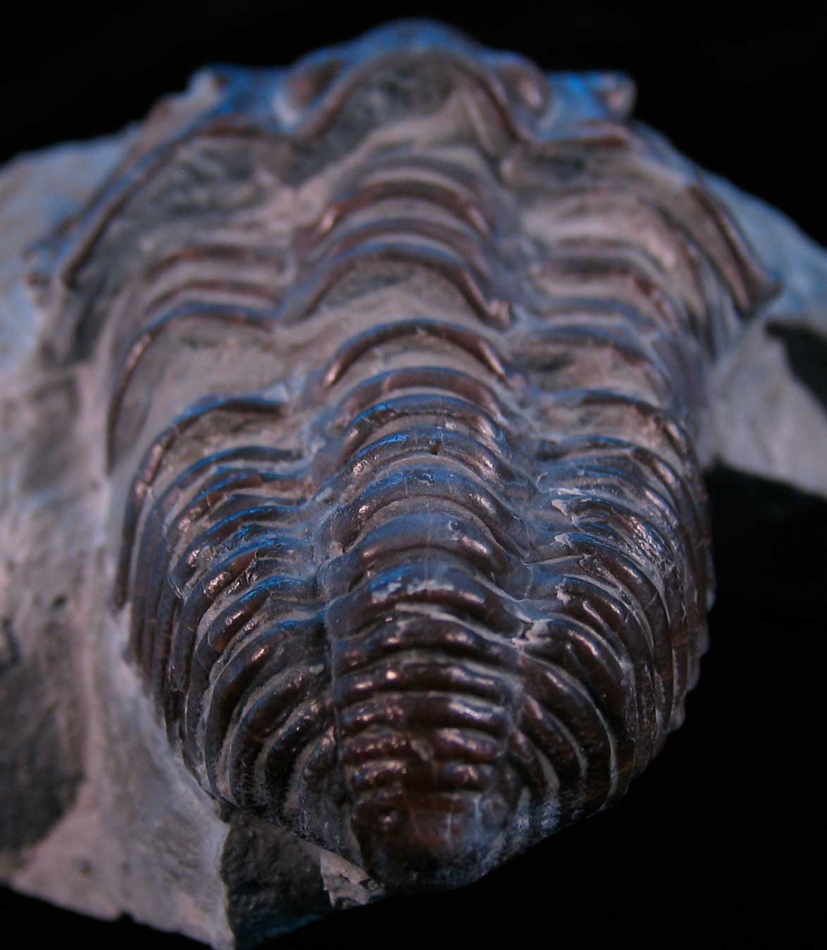 Louisville Fossils and Beyond: Calymene Trilobite Polished