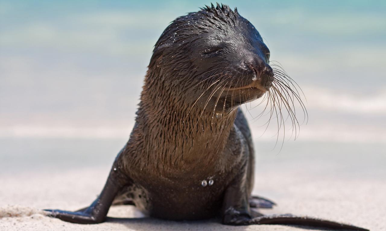 wallpaper proslut: Pictures of animals