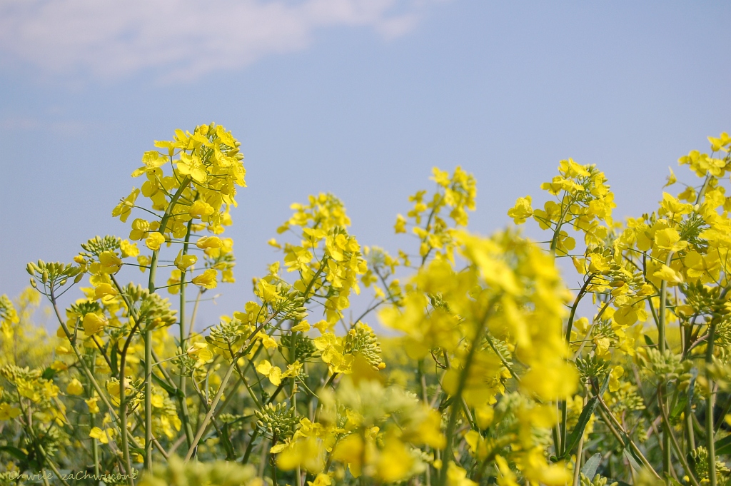 Chwile zaChwycone: Kwitnący rzepak