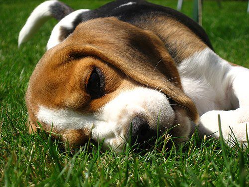 Beagle Rescue USA: Beagle Picture