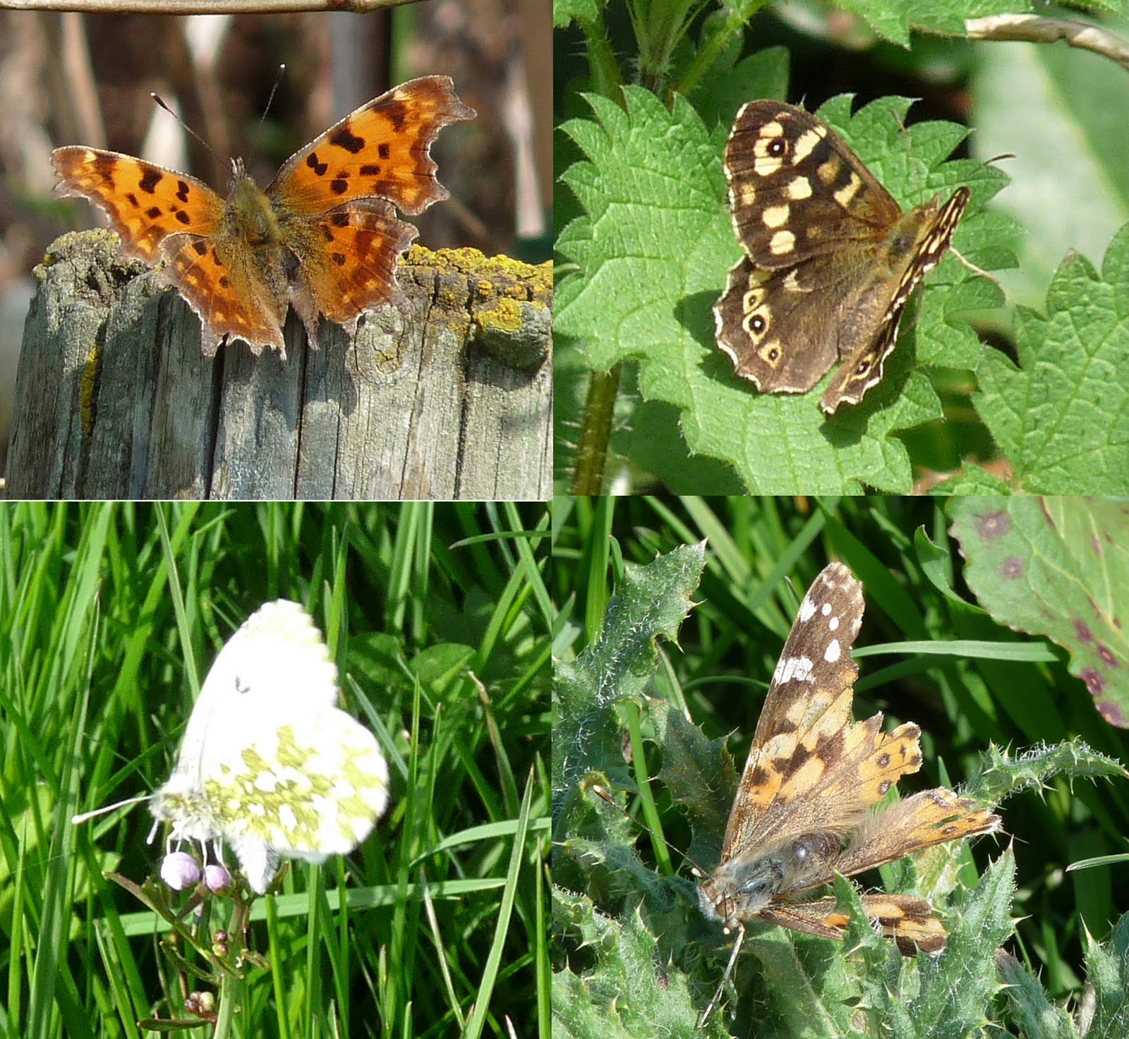 Eleanor Ludgate Blog Spot ANOTHER FOUR BUTTERFLIES eleanor-ludgate-blog-spot-another-four-butterflies