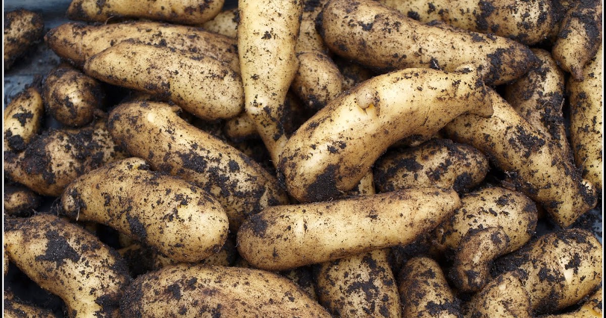 Mark's Veg Plot: Ratte