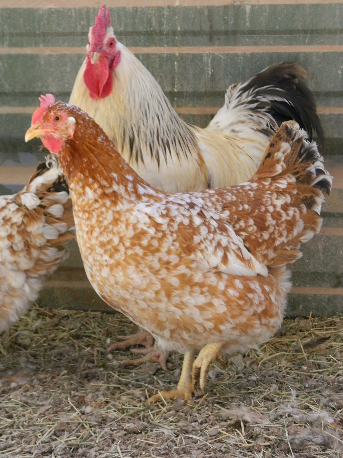 Aloha Chickens: February 2016