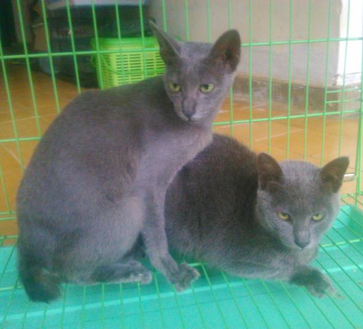 Kucing Busok Madura, Kucing Unik Dari Madura - Ali Madura