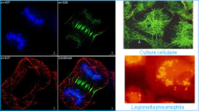 Les différents types des microscopes - Optique, Photonique ...