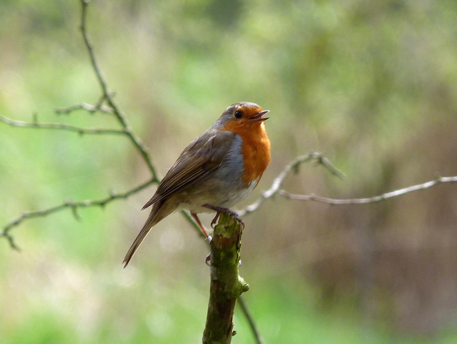 CityBirding: The Robin and the Sparrow