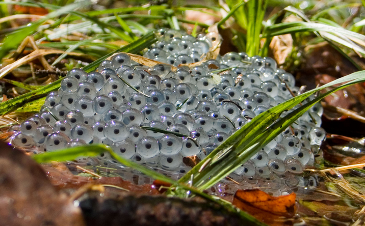 JOŠT STERGARŠEK: O DVOŽIVKAH IN LJUDEH