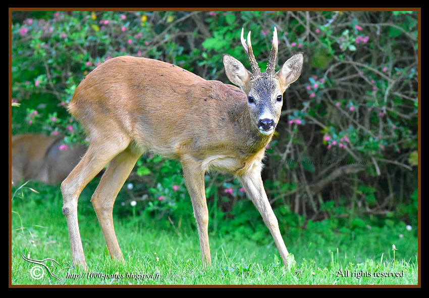 WILDLIFE GATEWAY: Un chevreuil 6 pointes... dans le jardin