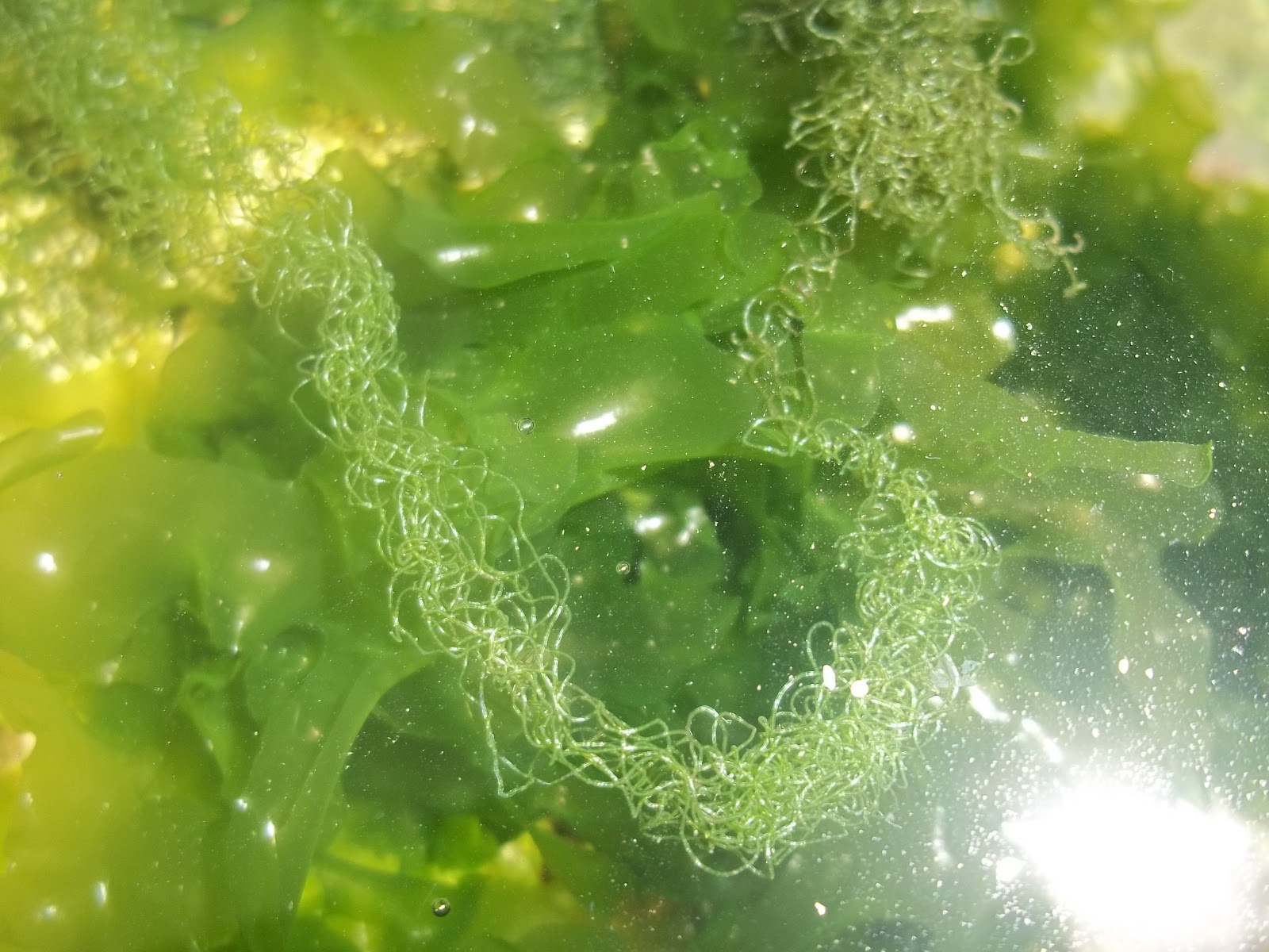 caesyanda_lony: Juni 2012