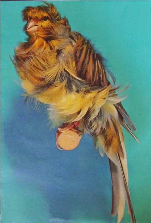 PESONA BURUNG KENARI: Info Kenari Jenis Parisian Frilled Canary