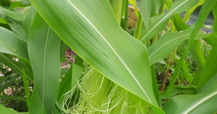 TanamSendiri.com -- Grow Your Own: Gambar Hari Ini -- Jagung ...