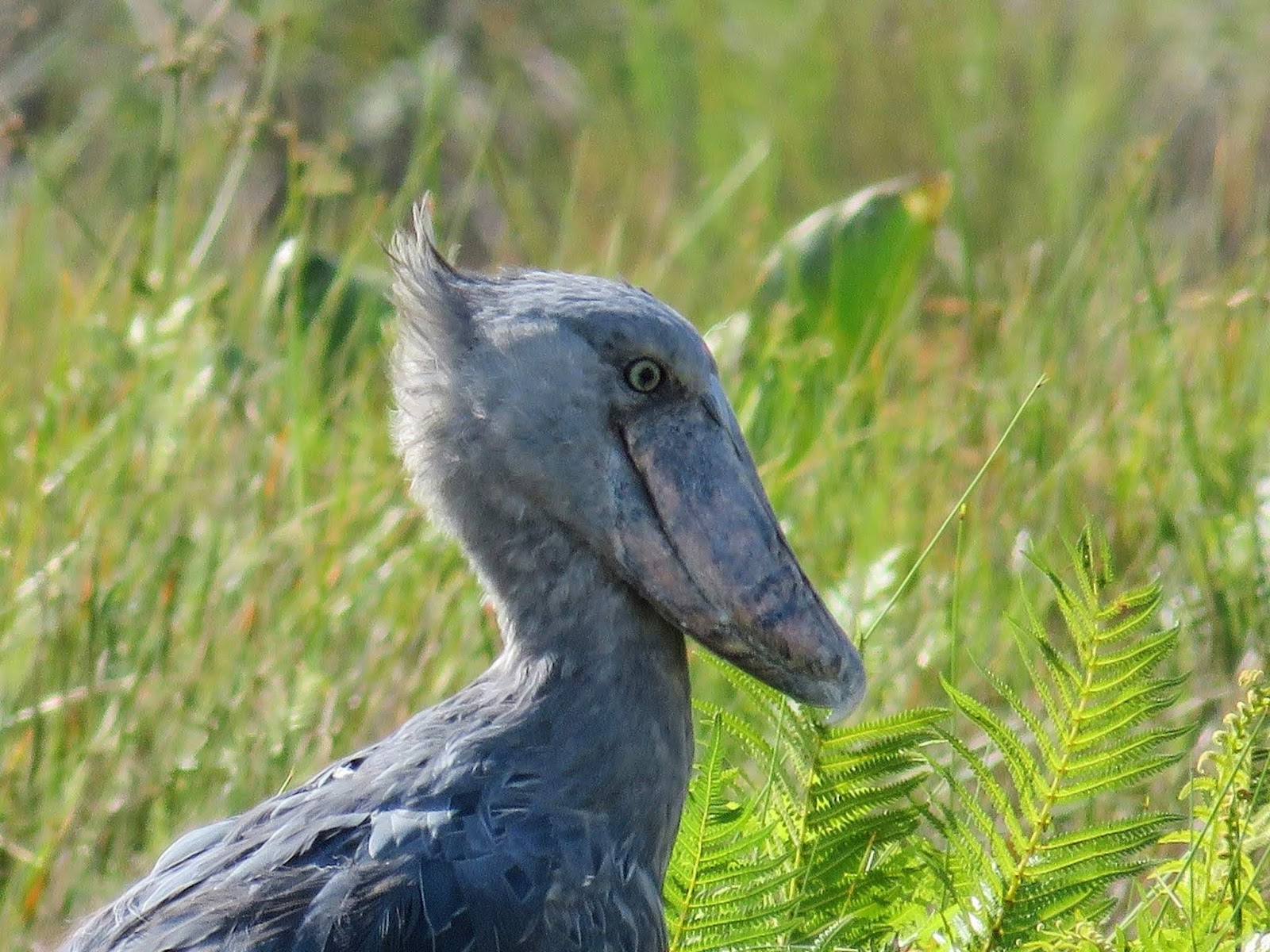 In Search of the Shoebill Storks in Mabamba Swamp